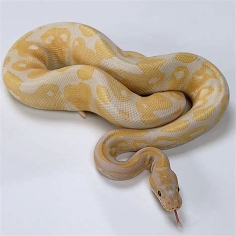 Female Lavender Albino Ball Python Reptile Forums