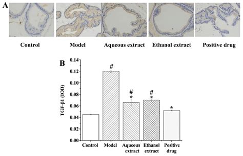 Results Of Tgf β1 Immunohistochemical Staining Following Treatment With
