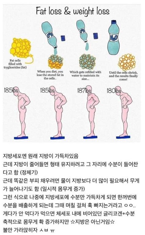 다이어트 하는데 몸무게가 오히려 늘어 에누리 쇼핑지식 자유게시판