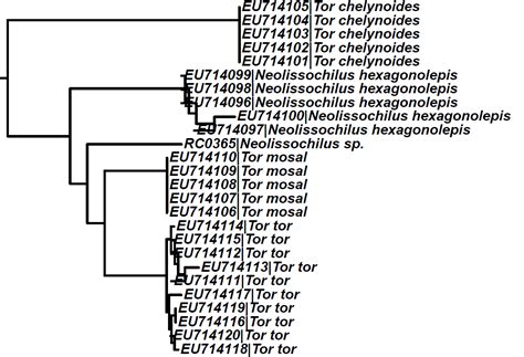 Boops Boops Negative Branch Lengths In Neighbour Joining Analyses