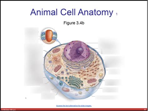 Ch 3 Diagram Quizlet