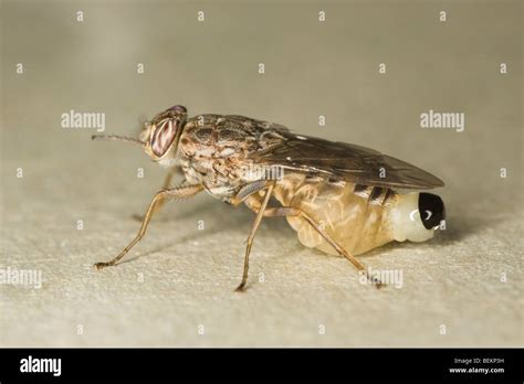Female Savannah Tsetse Fly Glossina Morsitans Morsitans Giving Birth