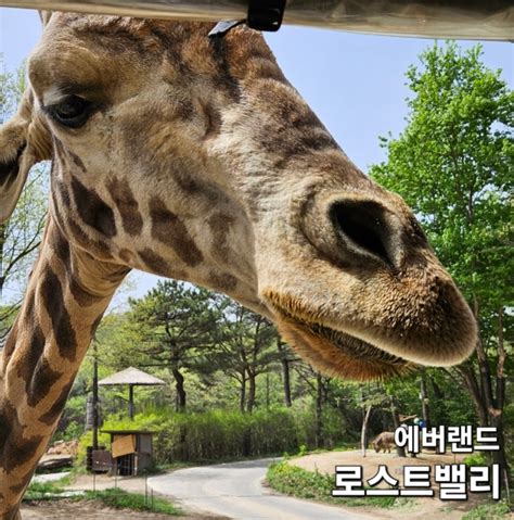 용인 에버랜드 로스트밸리 Ft 명당자리 스마트줄서기 평일방문 네이버 블로그