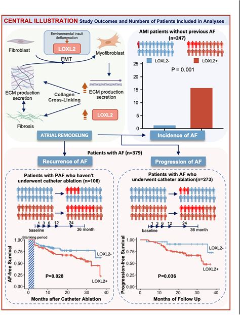 Po 02 057 Loxl2 And Its Role In Atrial Fibrillation Insights Into Incidence Recurrence And