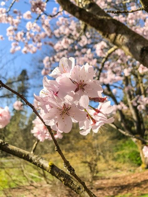 Taiwan Cherry Stock Image Image Of Nature Colorful 226915151