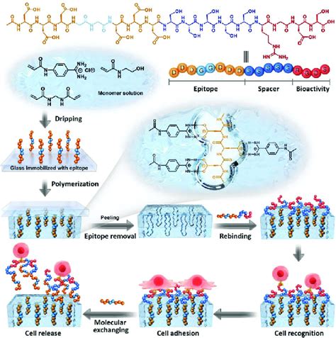 Schematic Illustration Of The Epitope Imprinted Biointerface For