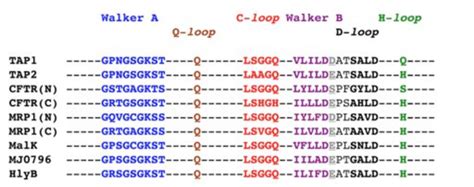 Abbildung 11 Sequenz Alignment Einiger Abc Transporter Das