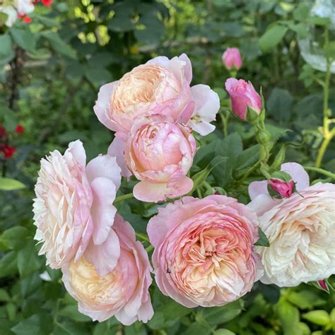 Flora ფლორა პლიუსი Khoni