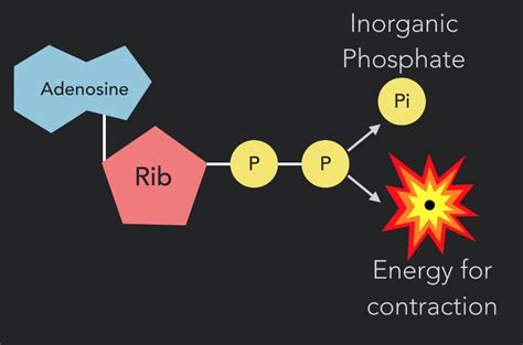 What Is Fatigue Causes Of Fatigue Core Advantage