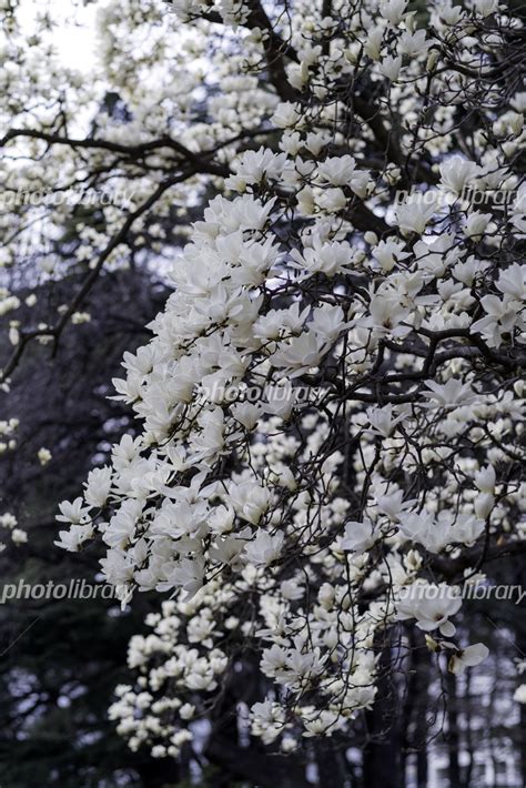 こぶしの花 写真素材 6322414 フォトライブラリー photolibrary