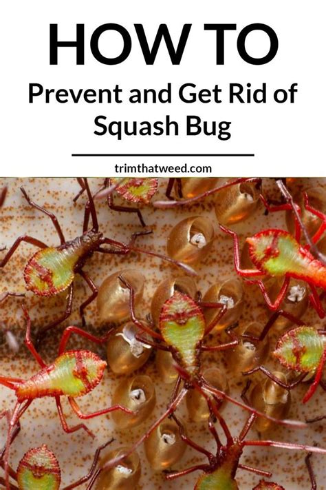 How To Prevent And Get Rid Of Squash Bug Squash Bugs Squash Bugs