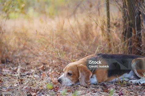 비글 개는 고요한 가을 숲 속에서 잔디밭에서 쉬고 있습니다 가을에 대한 스톡 사진 및 기타 이미지 가을 가축 갈색 Istock