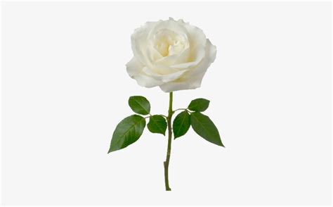 Top 100 Rosas Blanca Png Abzlocal Mx
