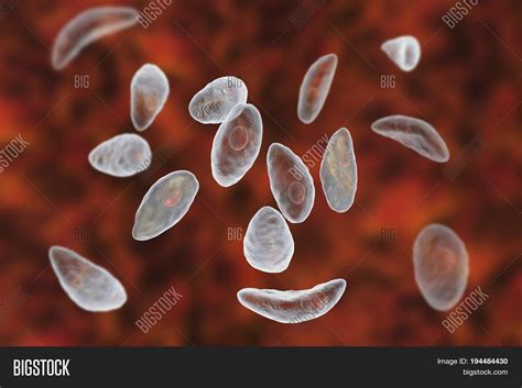 Parasitic Protozoans Image And Photo Free Trial Bigstock