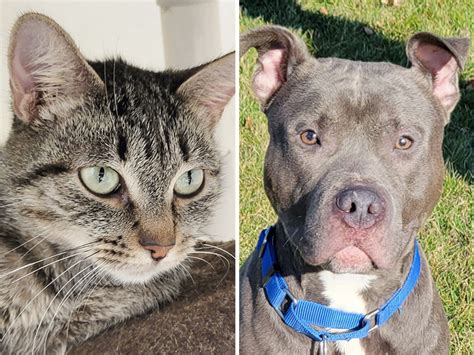 Pets Of The Week Angus Wants To Please Clover Likes To Snuggle