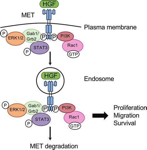 Met Signalling Hgf Binding To Met Triggers Met Dimerisation And Download Scientific Diagram