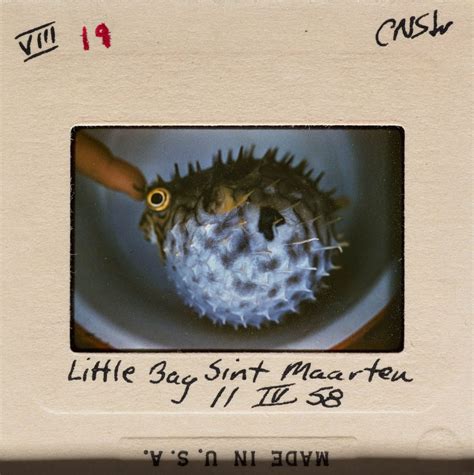 Webbed Burrfish St Martin Image Collection