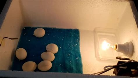 DIY Homemade Incubator How To Make Your Own Egg Incubator At Home