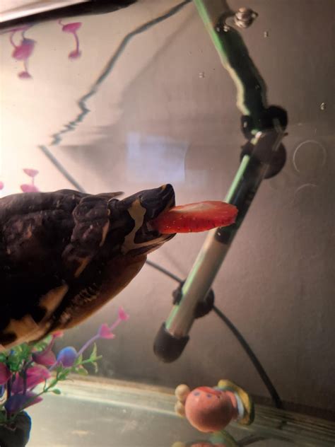 He Kept Bugging Me To Share 🥞 🐢 R Cgl