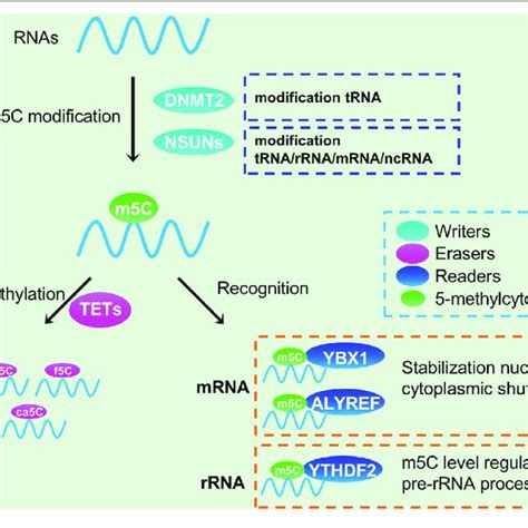 functions of rna m5c modification in rna processing and metabolism