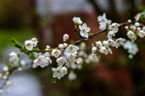 Discover The Beauty Of Spring As Fruit Trees Blossom And Rain Brings