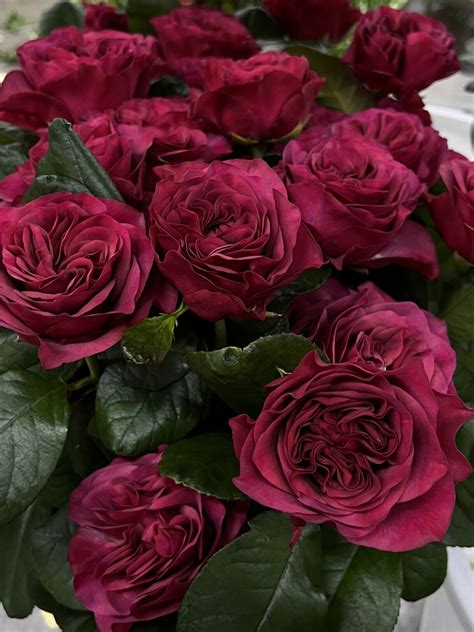 Bailey Vip Roses