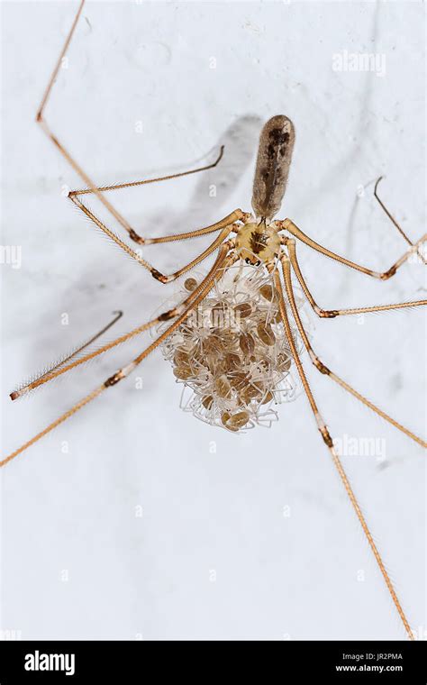 Daddy Long Legs Spider Pholcus Phalangioides Female And Young France