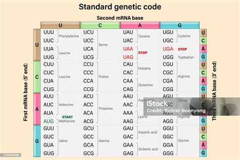 Vetores De Genetic Code The Three Bases Of An Mrna Codon Amino Acid