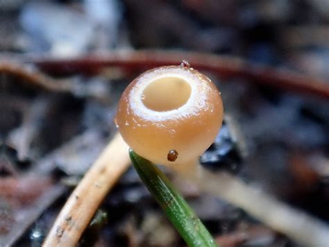 Ciboria Ciboria Picture Mushroom