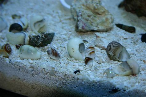 Good Flatworm Or Bad Flatworm Identification Forum Nano Reef Community