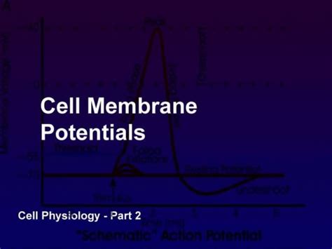 Cell Membrane Potential By Dr Muarrafpptx
