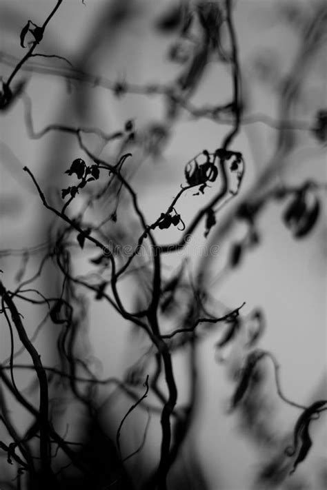 Branching Stock Image Image Of Minimalistic Nature 45497365