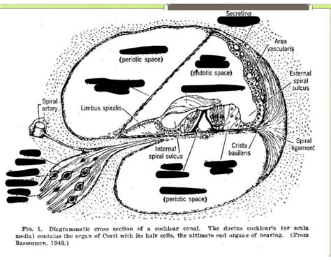 Cross Section Of Cochlear Canal — Printable Worksheet