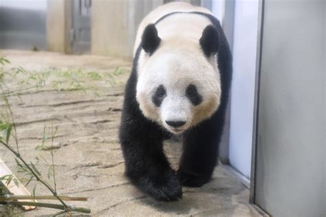 上野のシャンシャン2月にお別れ 会えるのは19日まで47news（よんななニュース）：47都道府県52参加新聞社と共同通信のニュース・情報