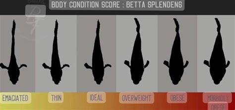 Is My Betta A Healthy Weight Hard For Me To Interpret Chart R Aquariums