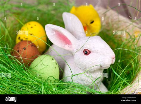 Lapin Et Oeufs Banque De Photographies Et Dimages à Haute Résolution
