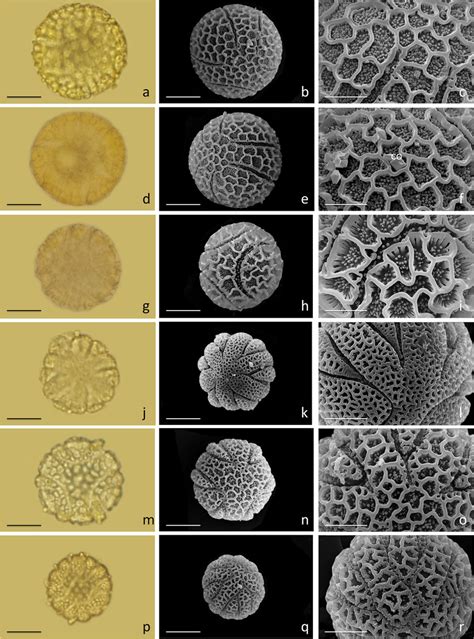 Pollen Grains Of Passiflora Using A Light Microscope Lm﻿ And A