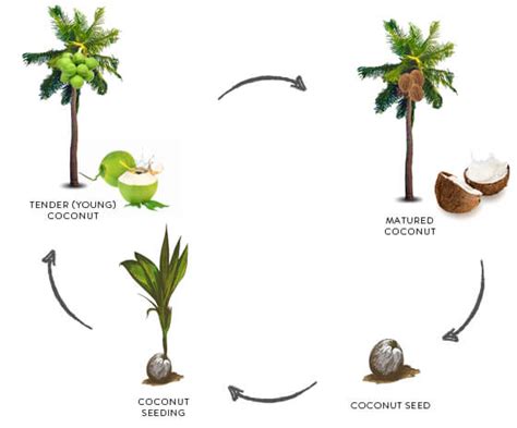 Coconut Palm Tree Life Cycle Clipart