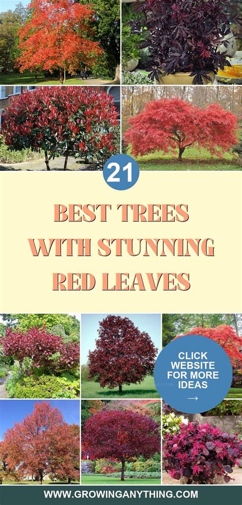 21 Beautiful Trees With Red Leaves For Landscape Drama Trees With Red
