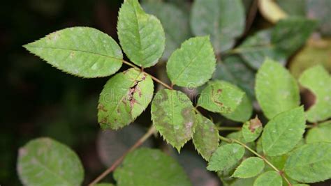 Plant Disease Downy Mildew Disease Symptom On Rose`s Leaf Stock Image Image Of Plant Floral