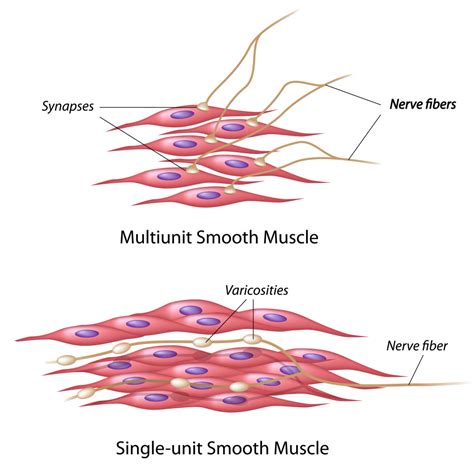 Muscle Cell
