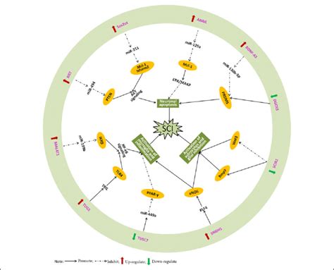 Functional Roles Of Specific Deregulated Lncrnas In Sci Download