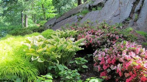 Japanese Forest Grass Plant Care And Growing Guide Plantly