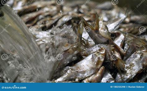 Salting Fish The Process Of Salting Fish In A Fish Factory The