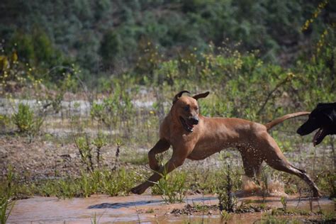The Algarve Lion Hunters Kennel Loulé