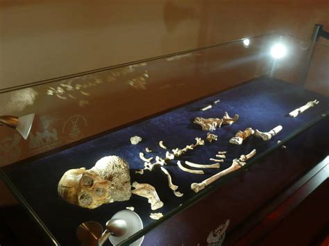 Australopithecus Sediba The Missing Link In Human Evolution