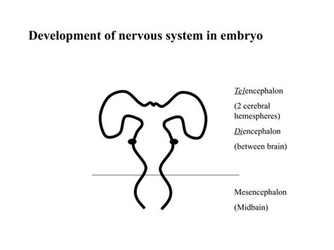 Neuroanatomyppt