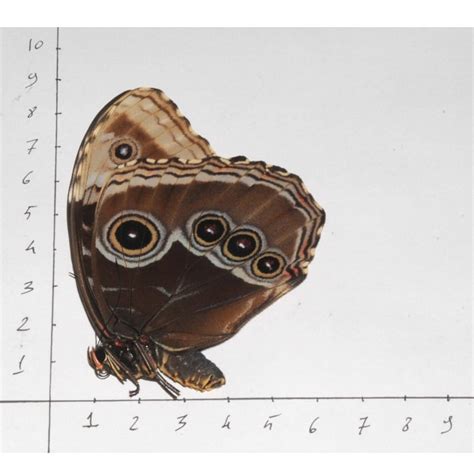 Morpho Helenor Guanacastensis Female Time To Breed