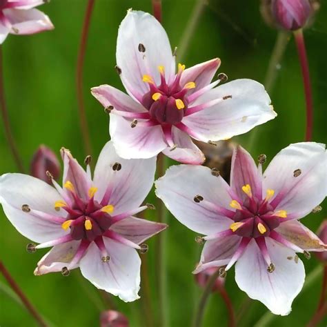 Flowering Rush Shallow Water Plant Chalily Ponds And Gardens
