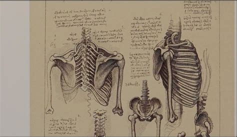 Pin By Milo On Davinci Drawings Sketches Drawings Humanoid Sketch